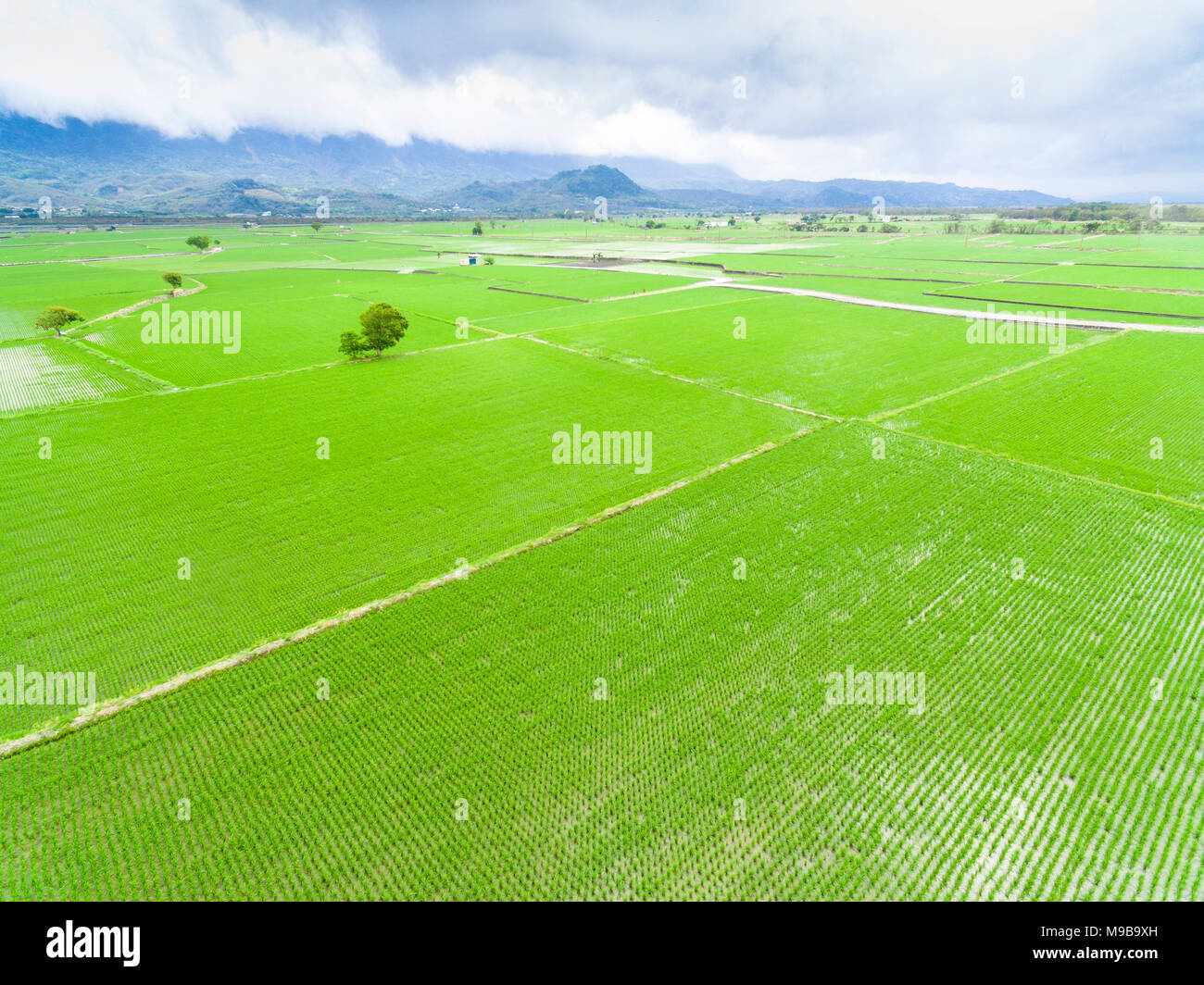 aerial view of green rice field in Taiwan at spring Stock Photo - Alamy