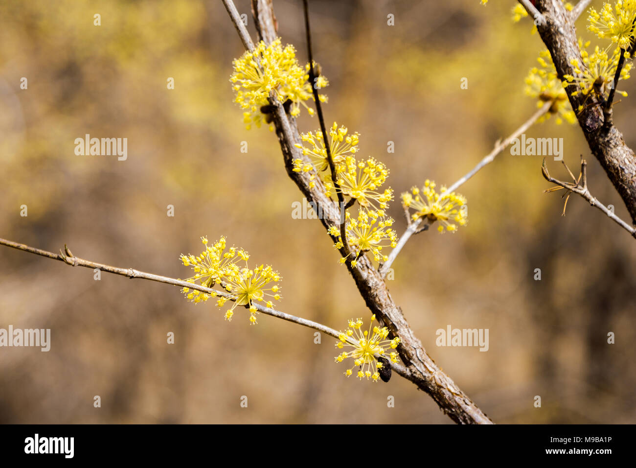 Cornus officinalis at spring in sansuyu village, Korea Stock Photo - Alamy