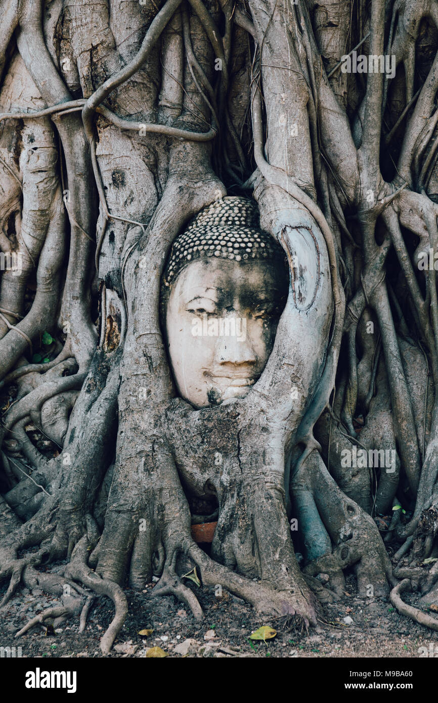 Buddha stone bodhi tree carving hi-res stock photography and images - Alamy