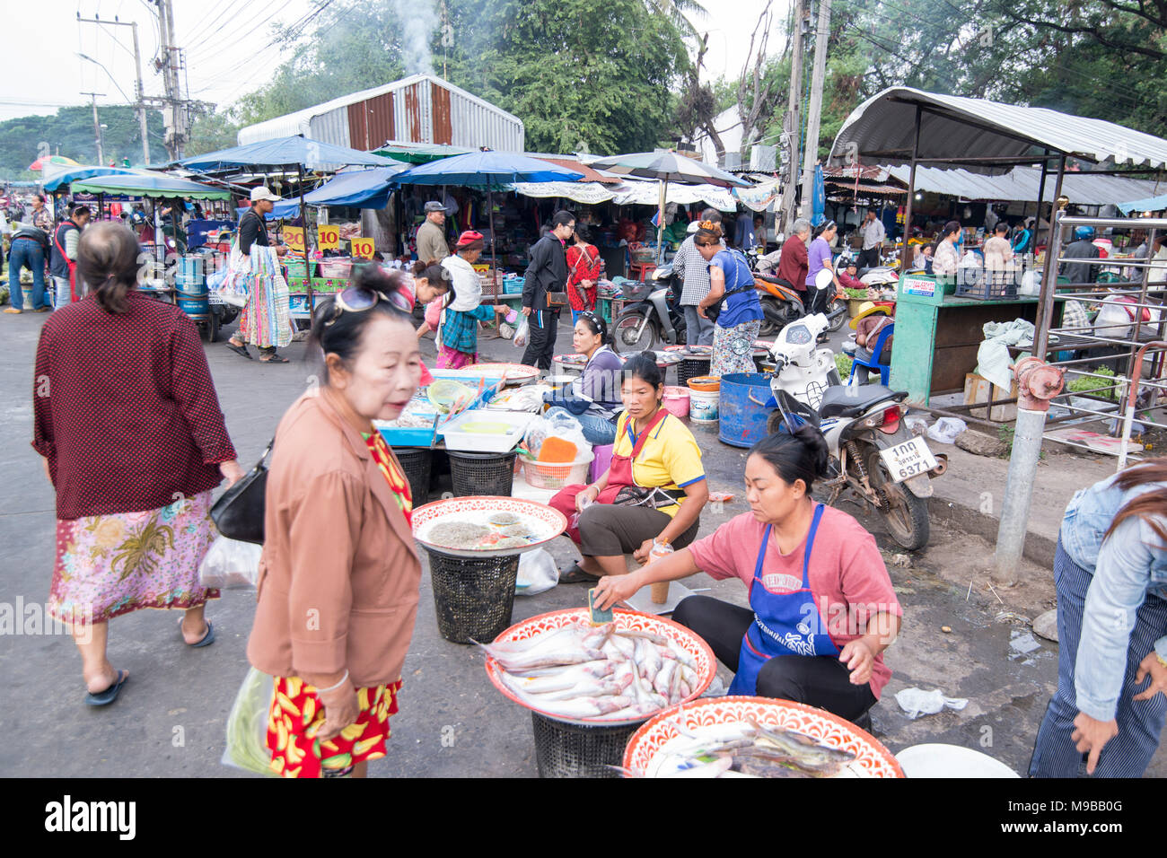 Buri fish hi-res stock photography and images - Alamy