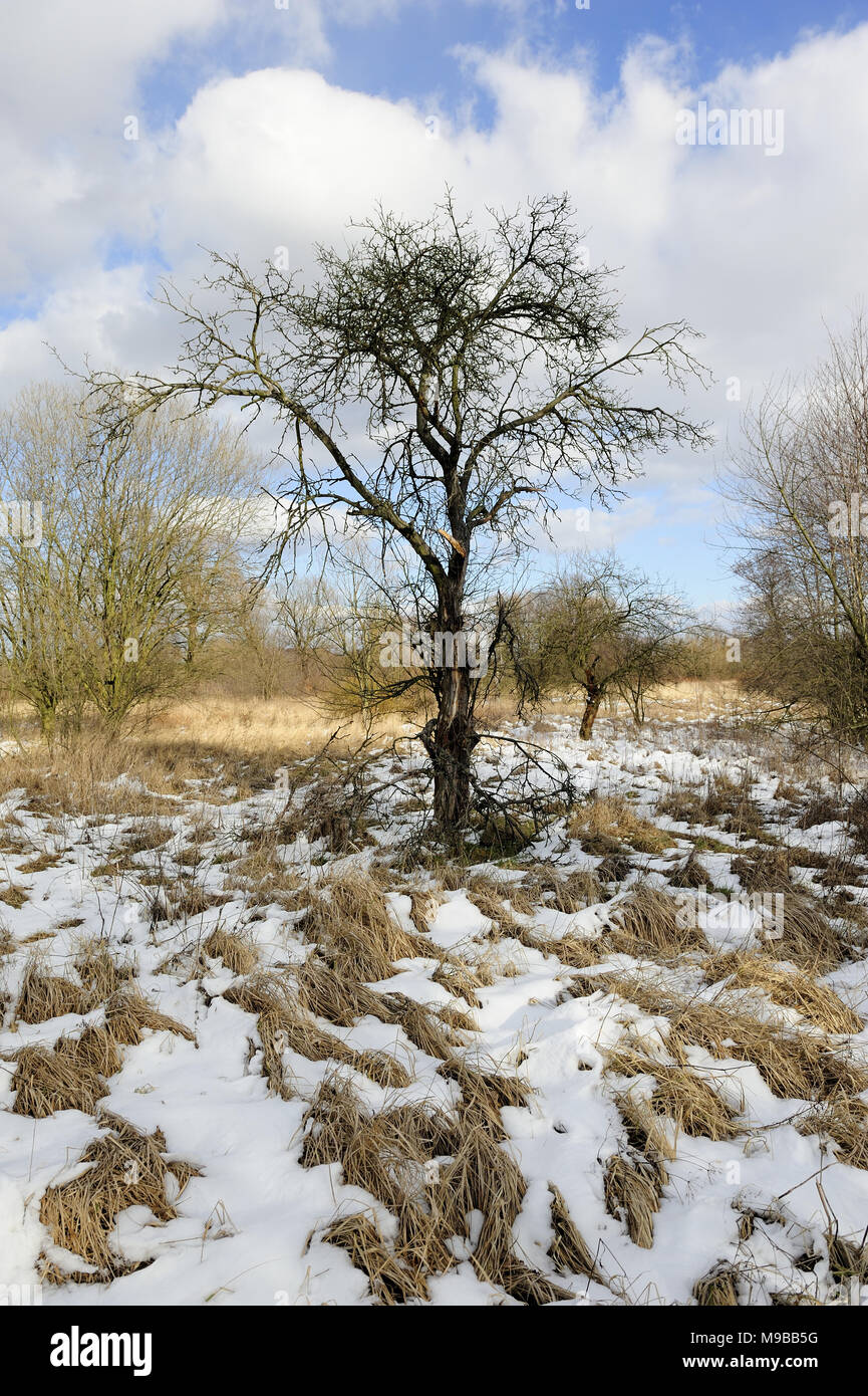 mystery, natural, nature, outdoor, root, scene, season, spooky, tree ...