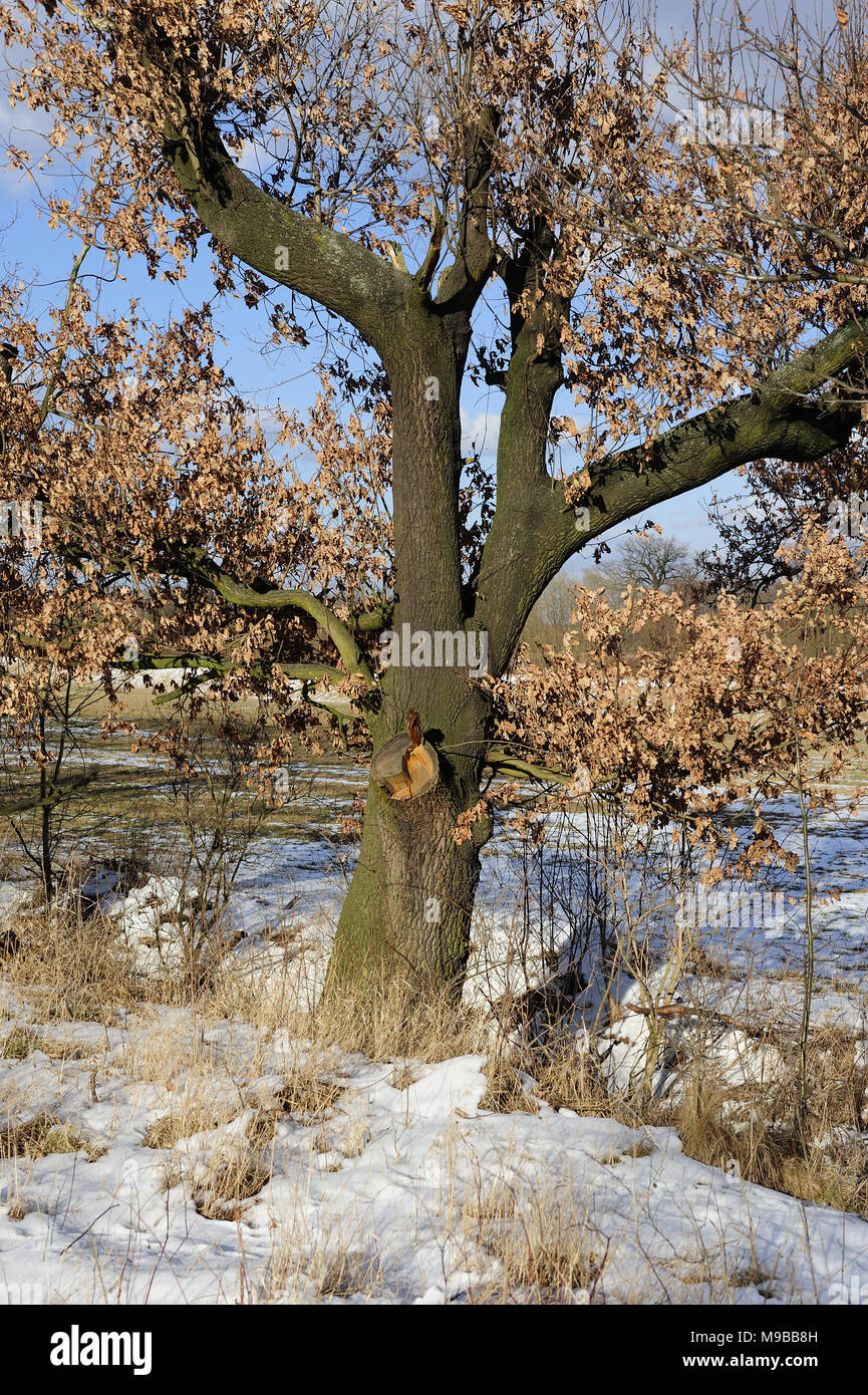 Season spooky hi-res stock photography and images - Alamy