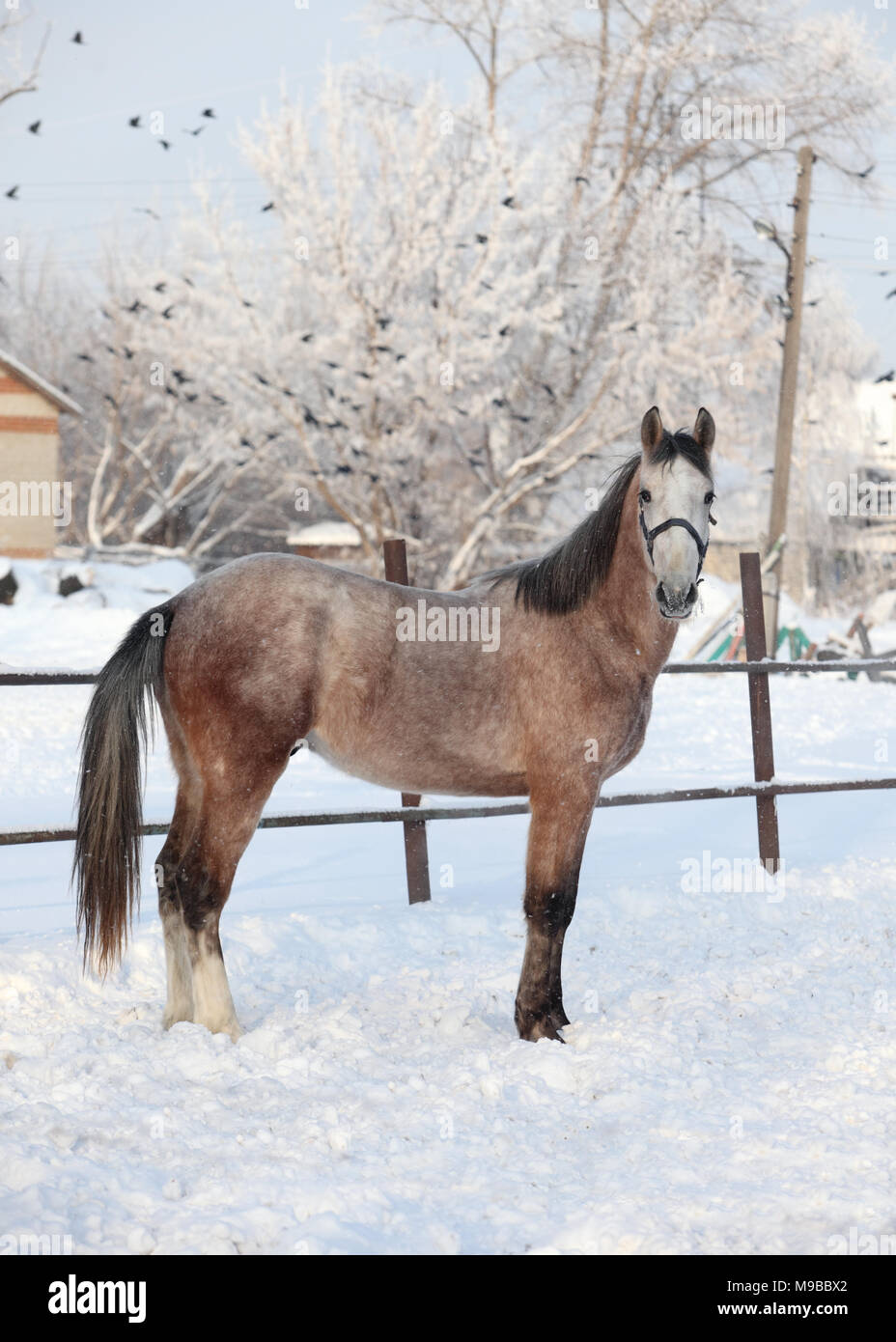 Andalusian grey horse in winter ranch Stock Photo - Alamy