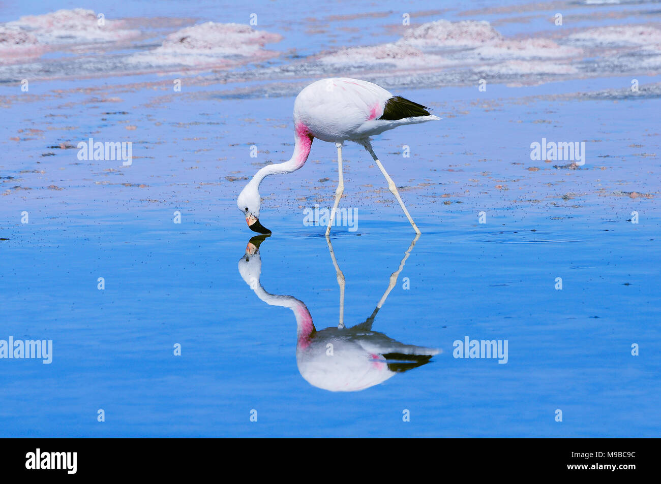 Pink big bird Flamingo in the water. Atacama Desert. Chile Stock Photo ...