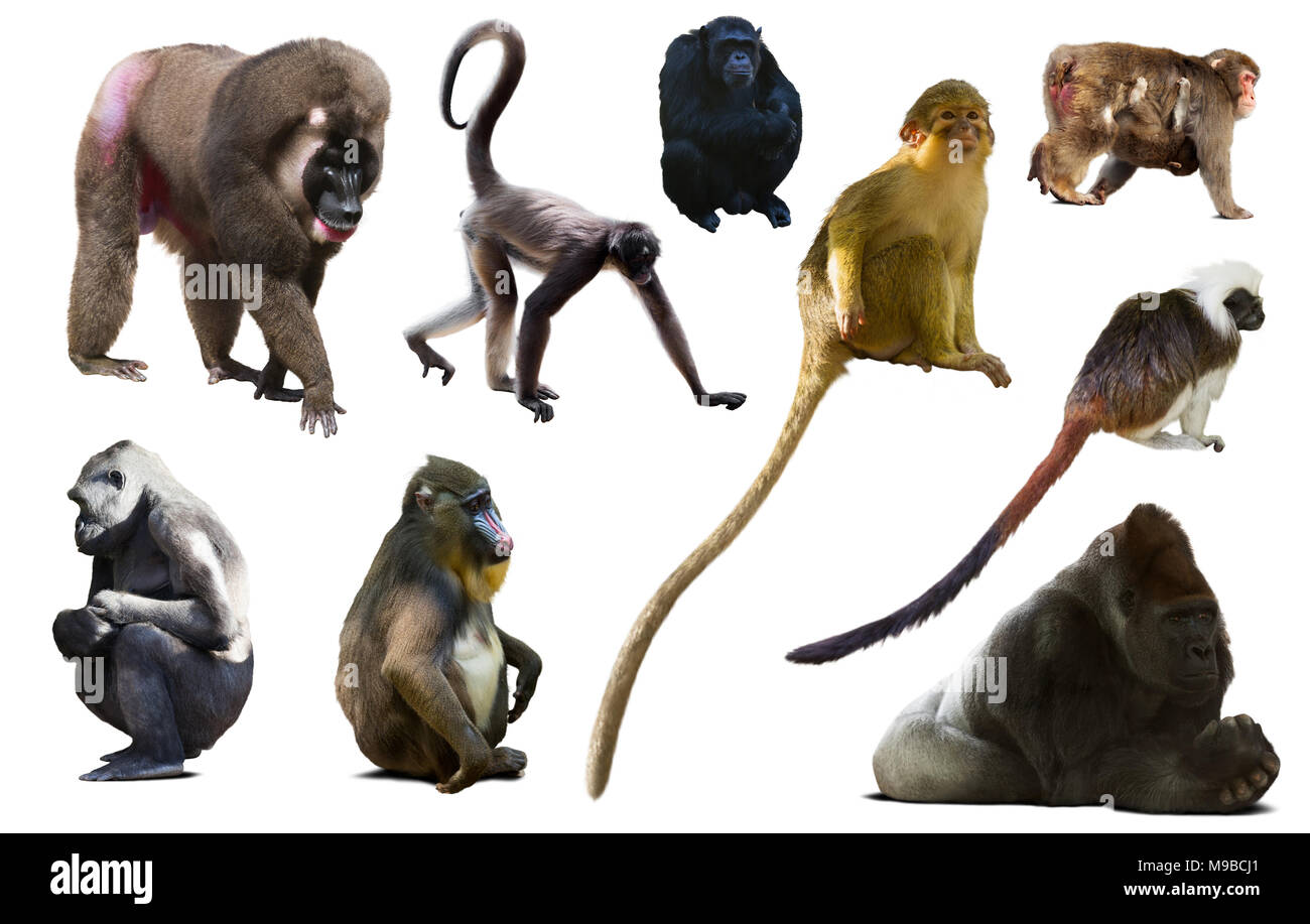 set of primates isolated on white background Stock Photo - Alamy