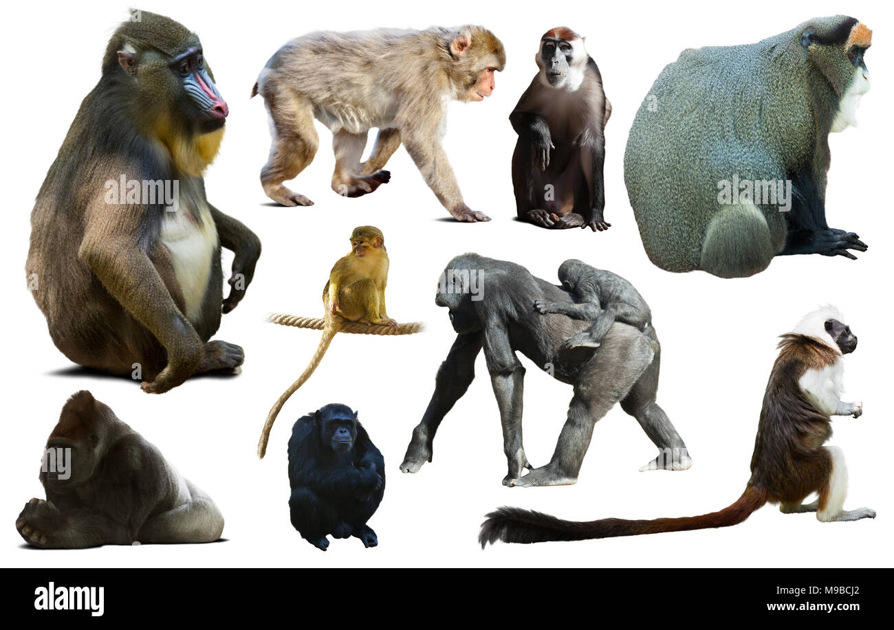 set of primates isolated on white background Stock Photo - Alamy