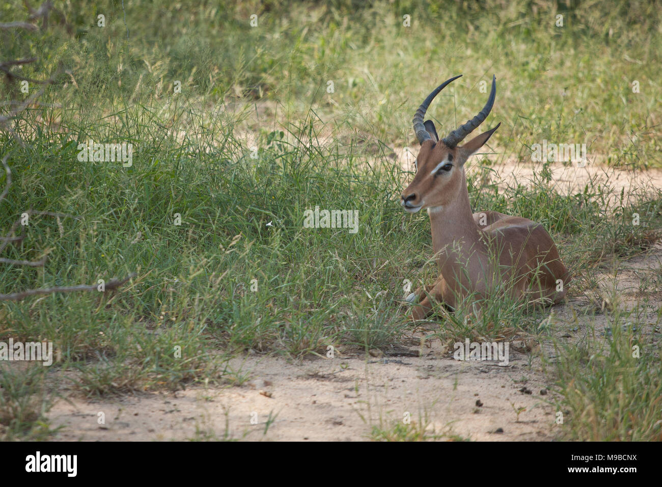 Impala Teeth High Resolution Stock Photography and Images - Alamy