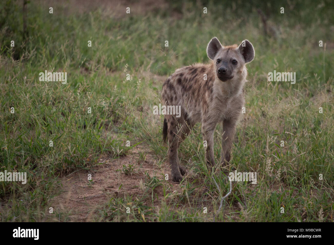 Spotted Hyena hunting in Kruger South Africa Stock Photo - Alamy