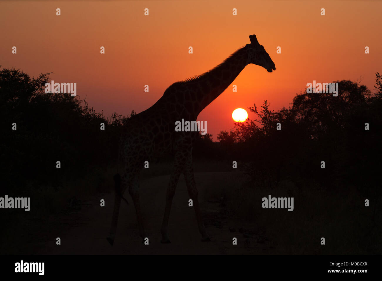 Giraffe and the sun in Kruger South Africa Stock Photo - Alamy