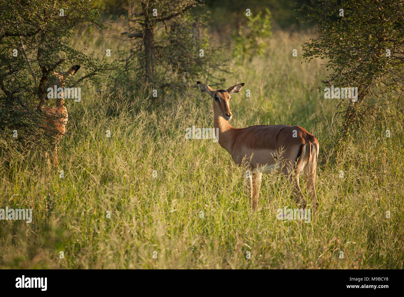 Impala Teeth High Resolution Stock Photography and Images - Alamy