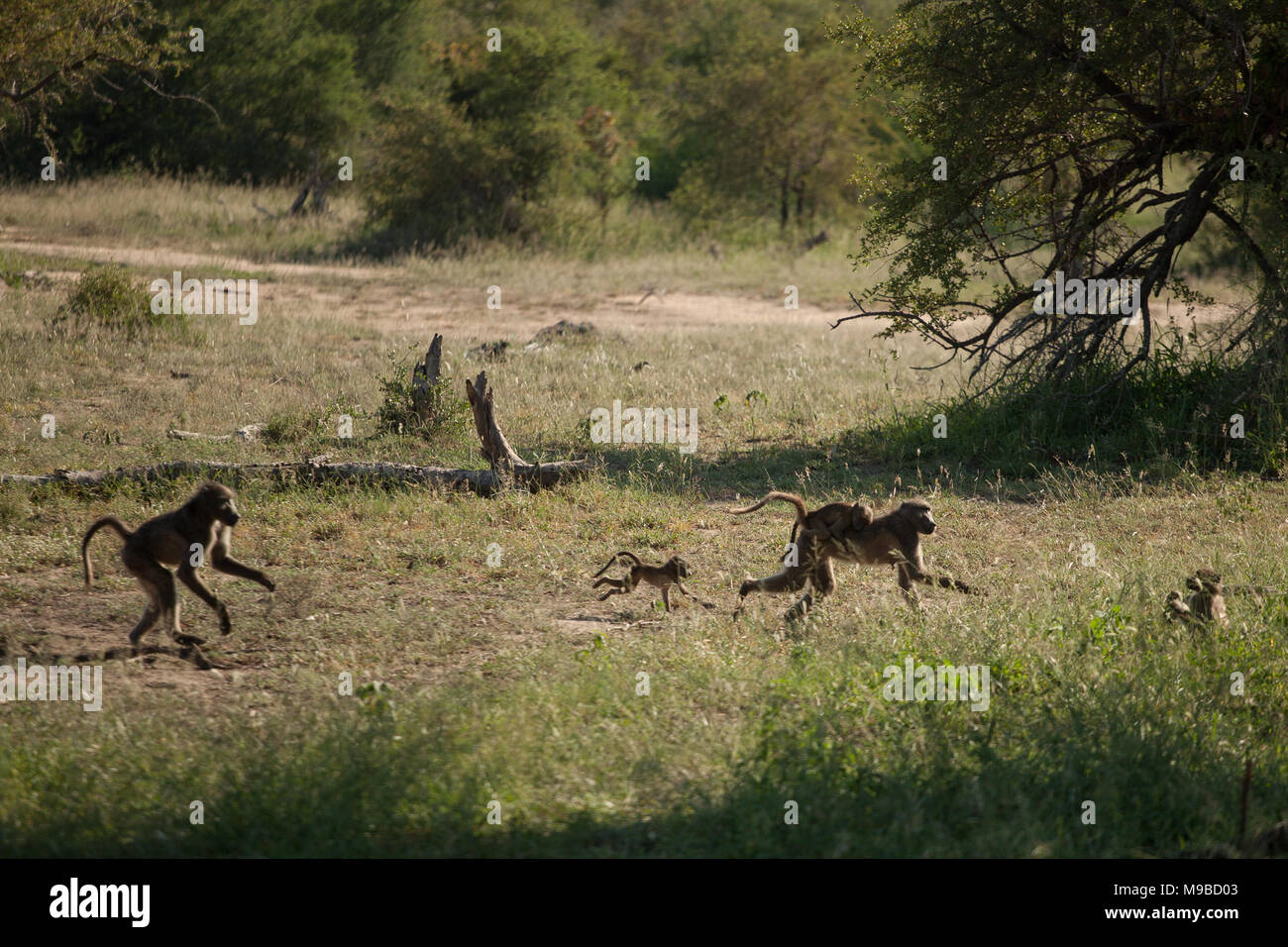 Baboons running around with their young in Kruger South Africa Stock ...