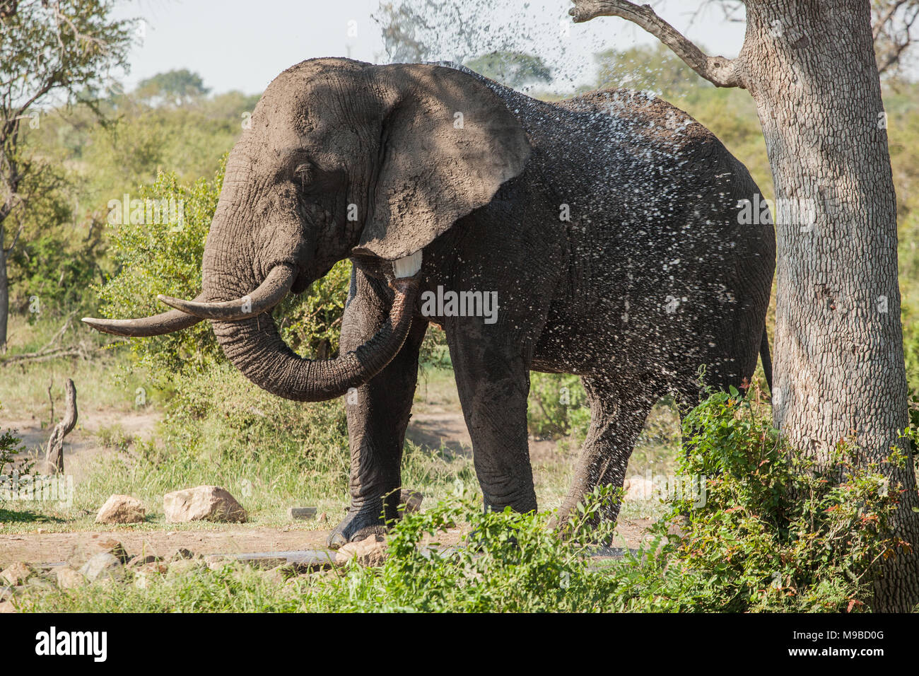 Elephants washing in Kruger South Africa Stock Photo - Alamy