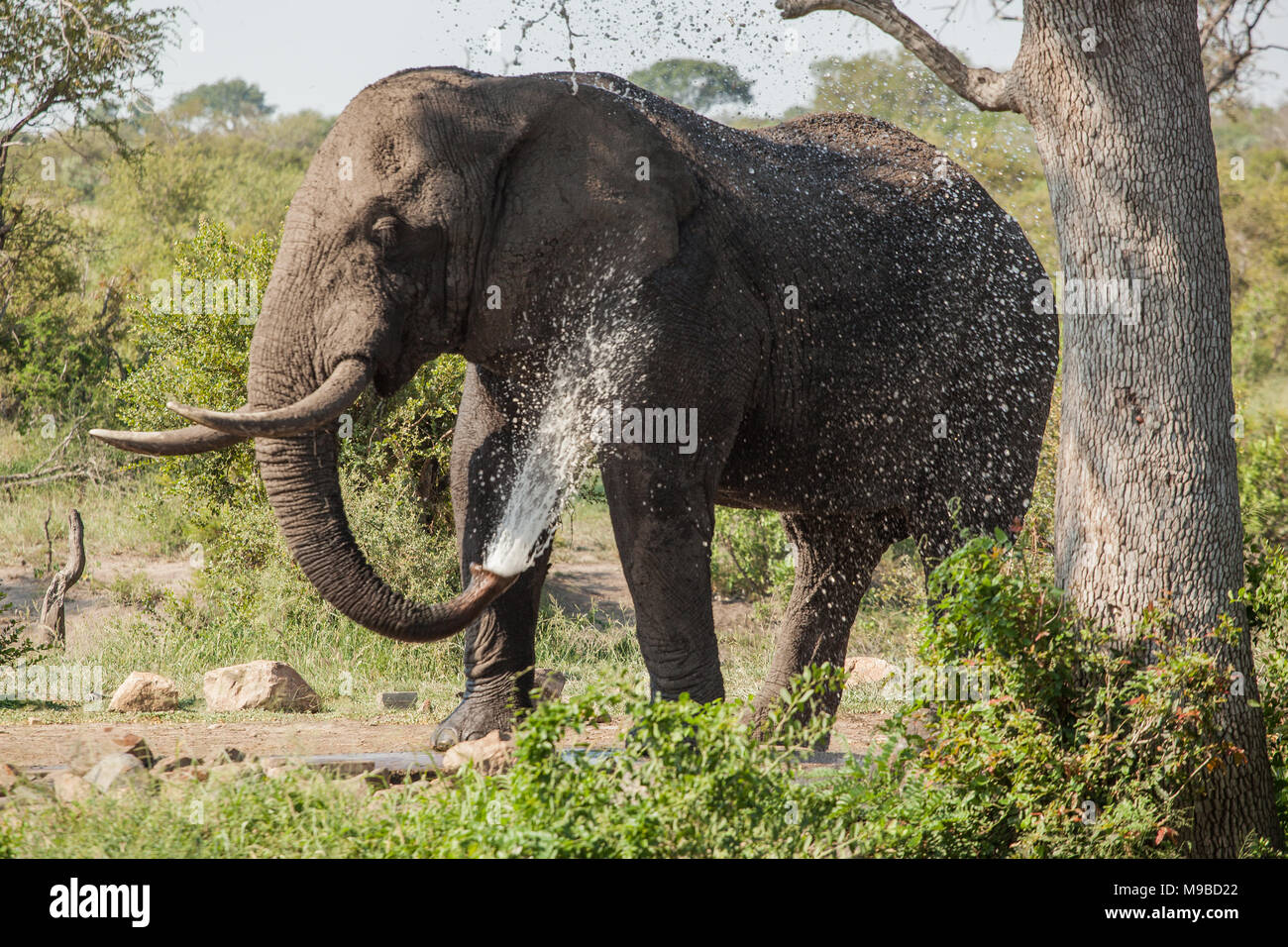 Elephants washing in Kruger South Africa Stock Photo - Alamy
