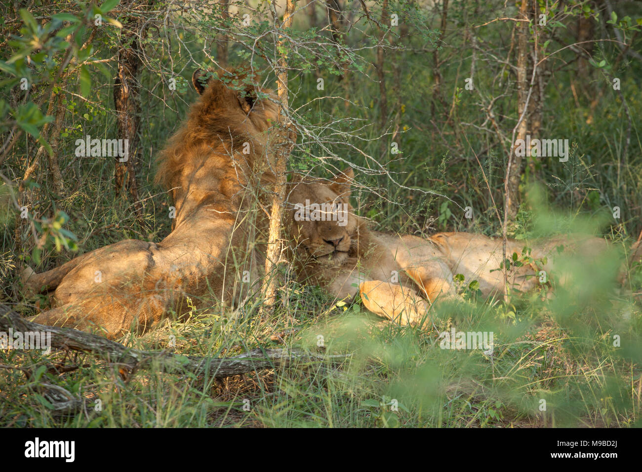 Waking the lions hi-res stock photography and images - Alamy