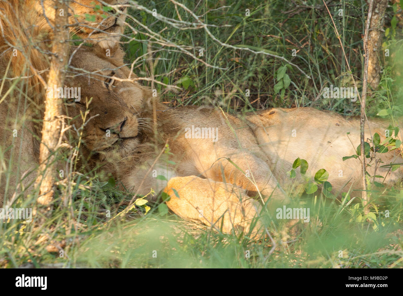 Lions waking up in Kruger South Africa Stock Photo - Alamy