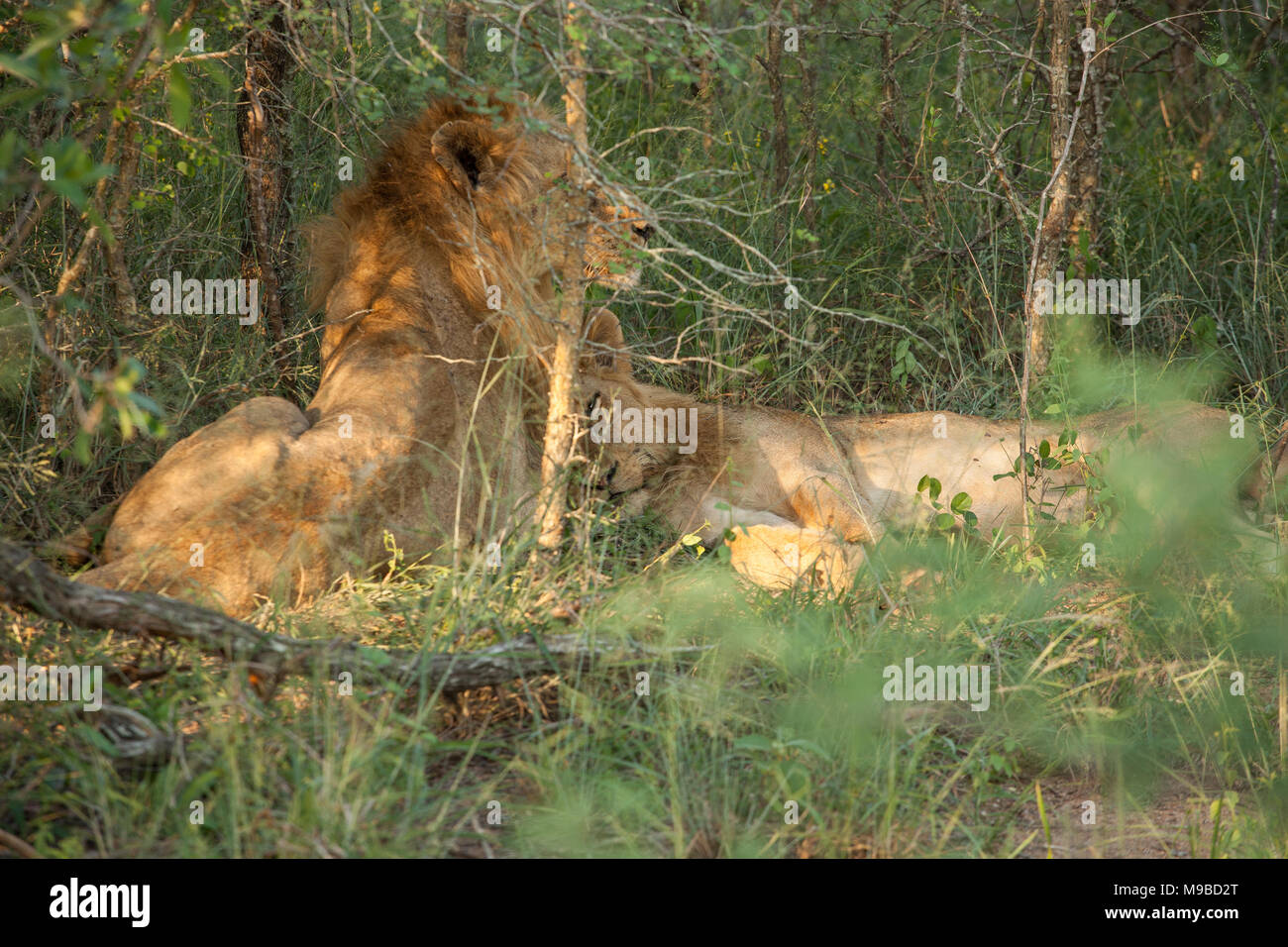 Lions waking up in Kruger South Africa Stock Photo - Alamy