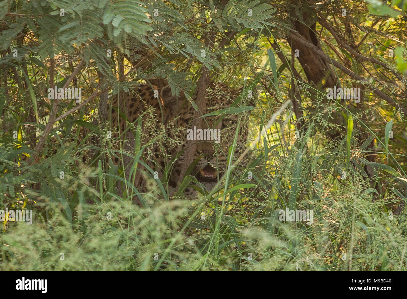 Leopard hiding in Kruger South Africa Stock Photo - Alamy