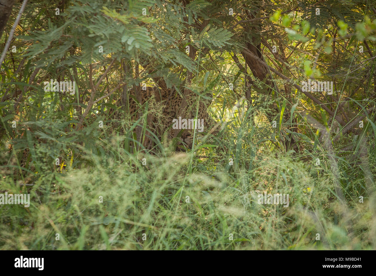 Leopard hiding in Kruger South Africa Stock Photo - Alamy