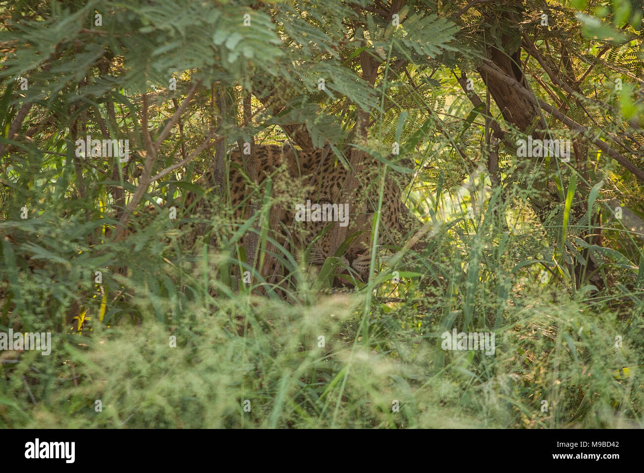 Leopard hiding in Kruger South Africa Stock Photo - Alamy