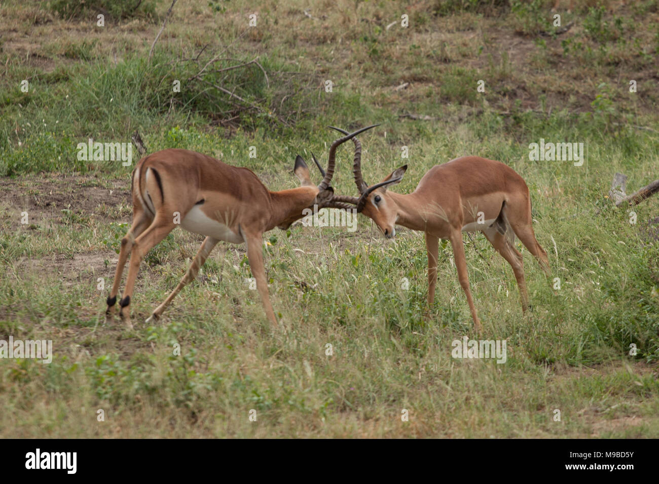 Impala Fighting In The Wild High Resolution Stock Photography and ...