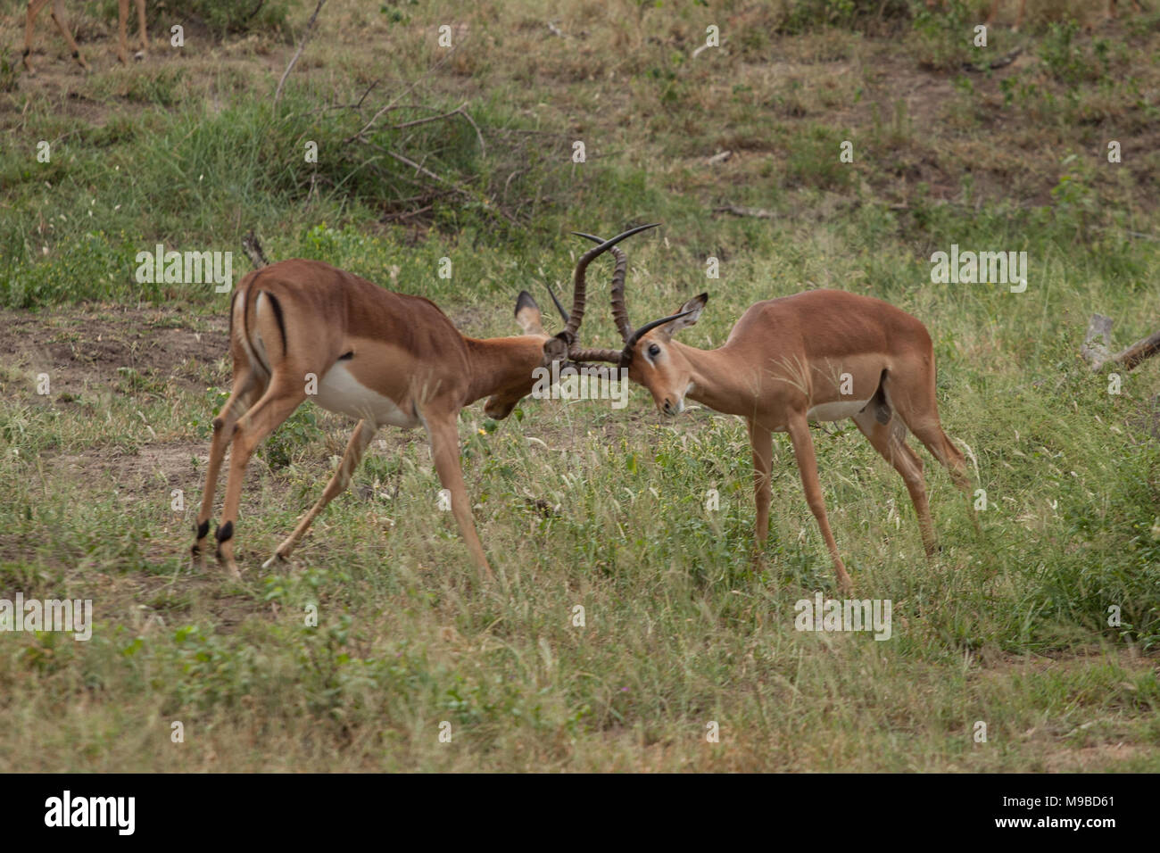 Impala teeth hi-res stock photography and images - Alamy