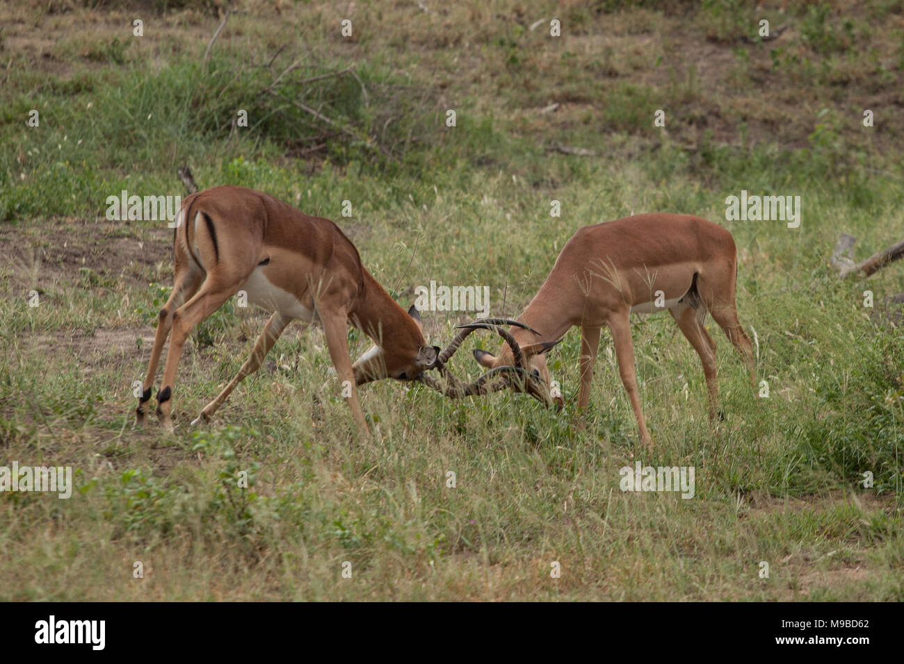Impala fighting in kruger national park hi-res stock photography and ...