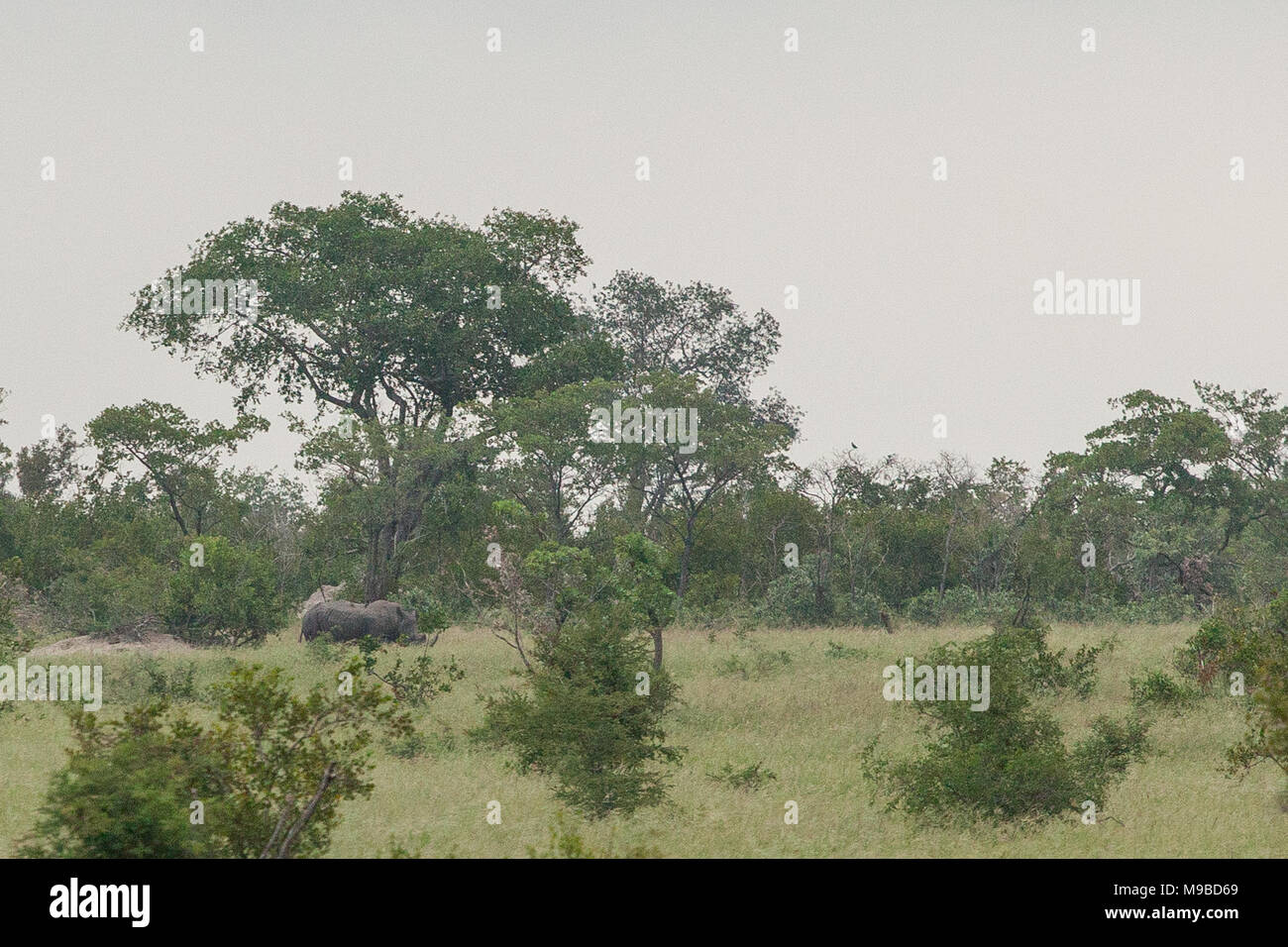 White rhino tracks hi-res stock photography and images - Alamy