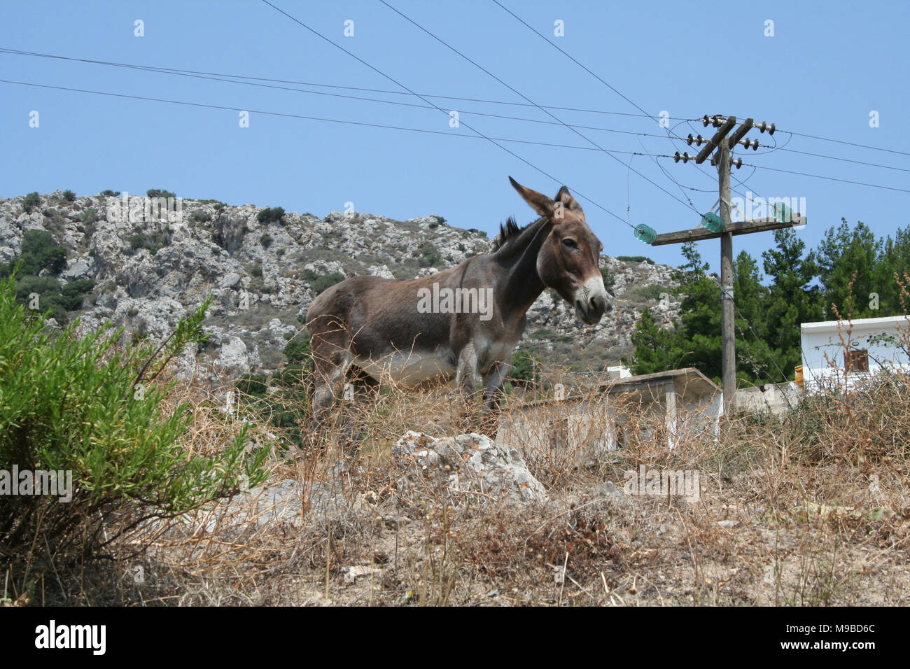 Donkey in crete greece hi-res stock photography and images - Alamy