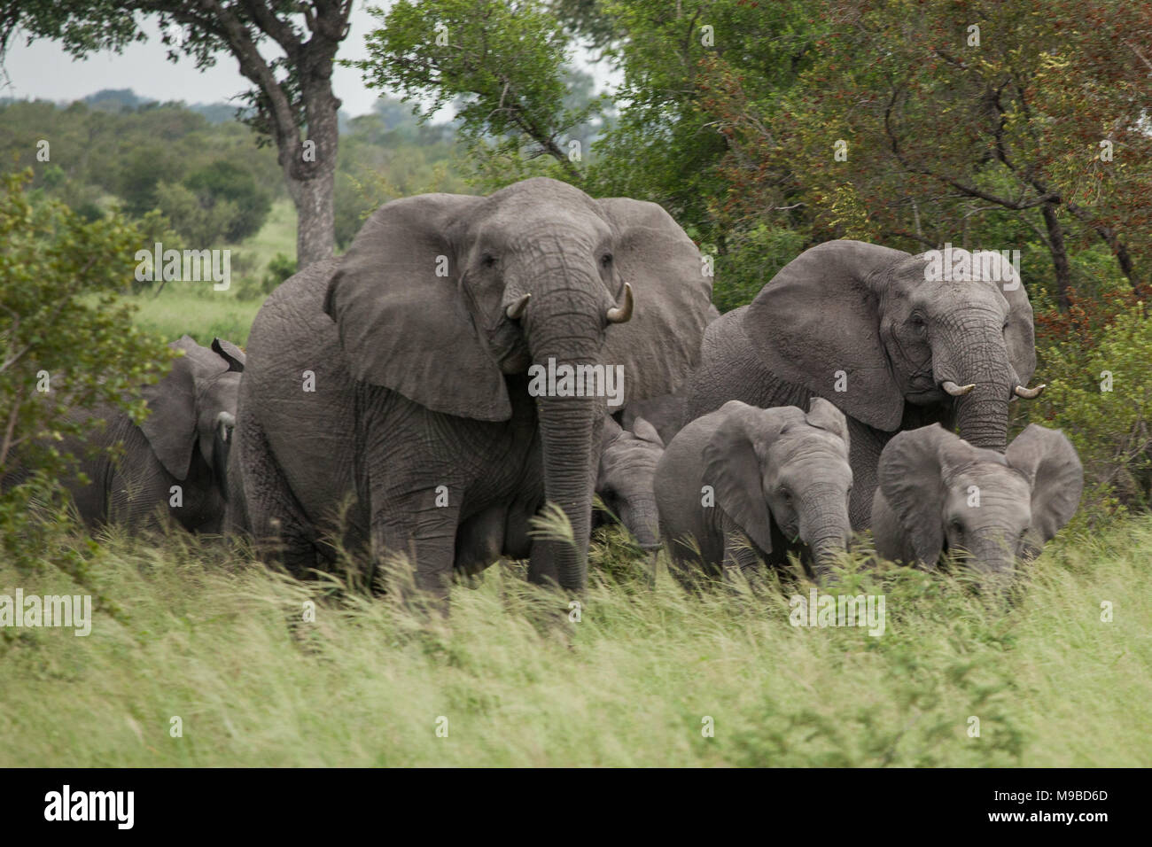 Elephants mating hi-res stock photography and images - Alamy
