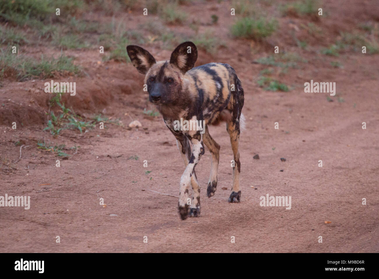 Dogs mating hi-res stock photography and images - Alamy