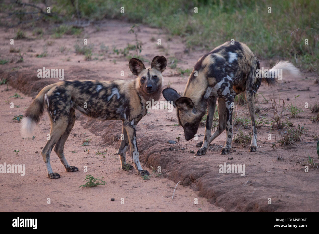 Dogs mating hi-res stock photography and images - Alamy