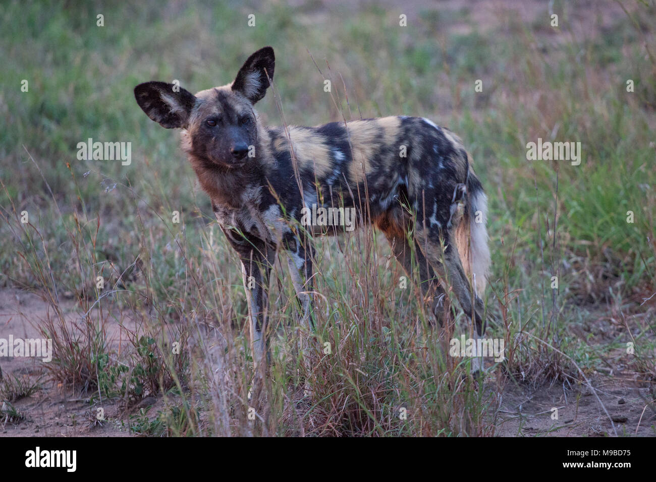Dogs mating hi-res stock photography and images - Alamy