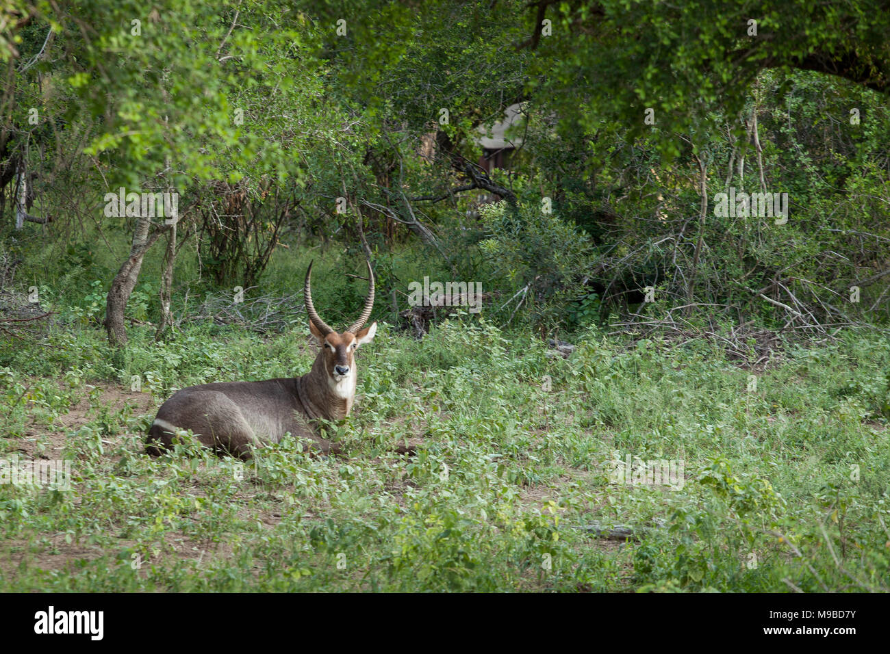 Cudu in Kruger South Africa Stock Photo - Alamy