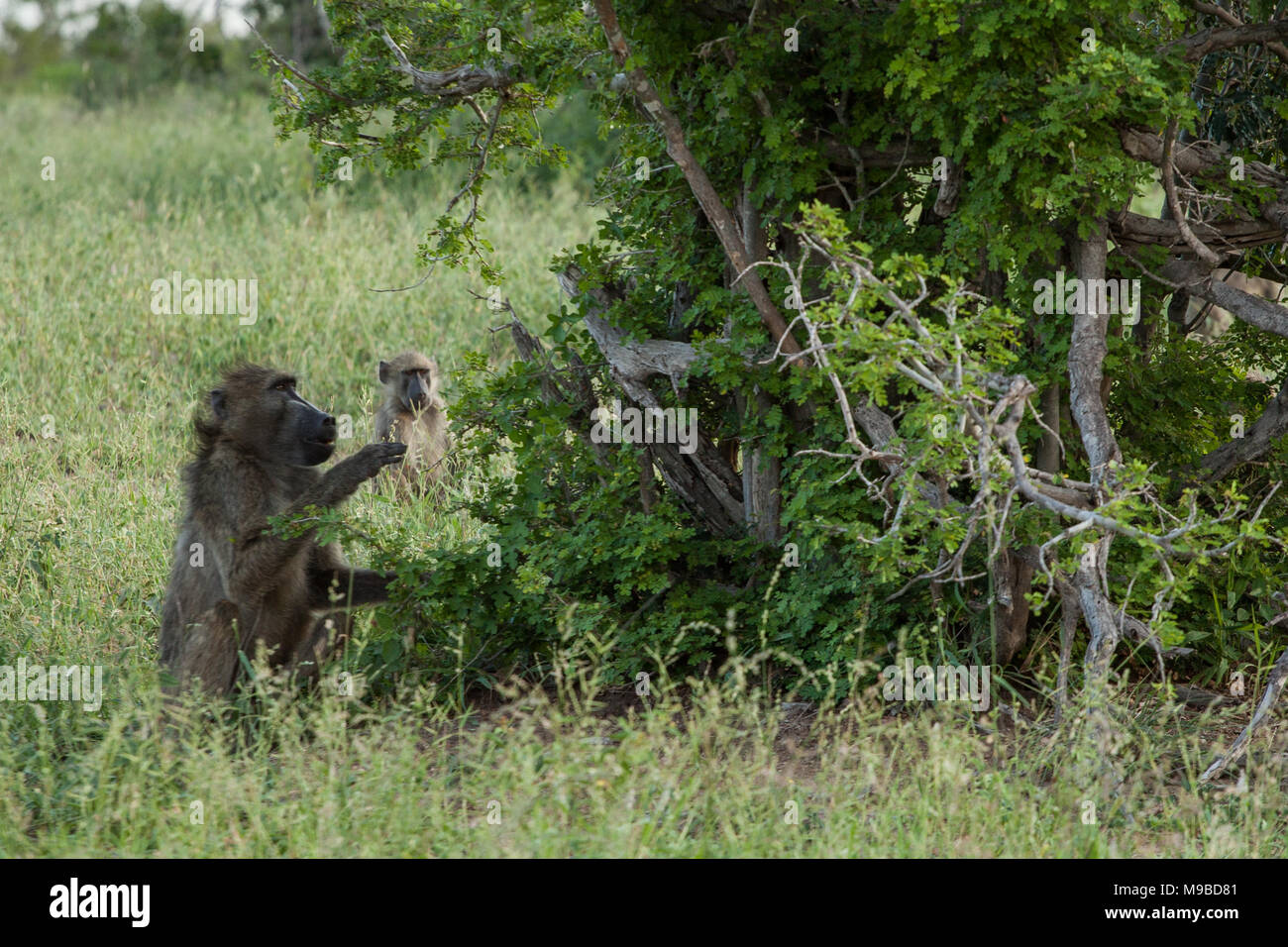 Baboons mating hi-res stock photography and images - Alamy