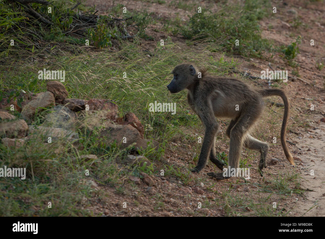 Dangerous Baboons High Resolution Stock Photography and Images - Alamy
