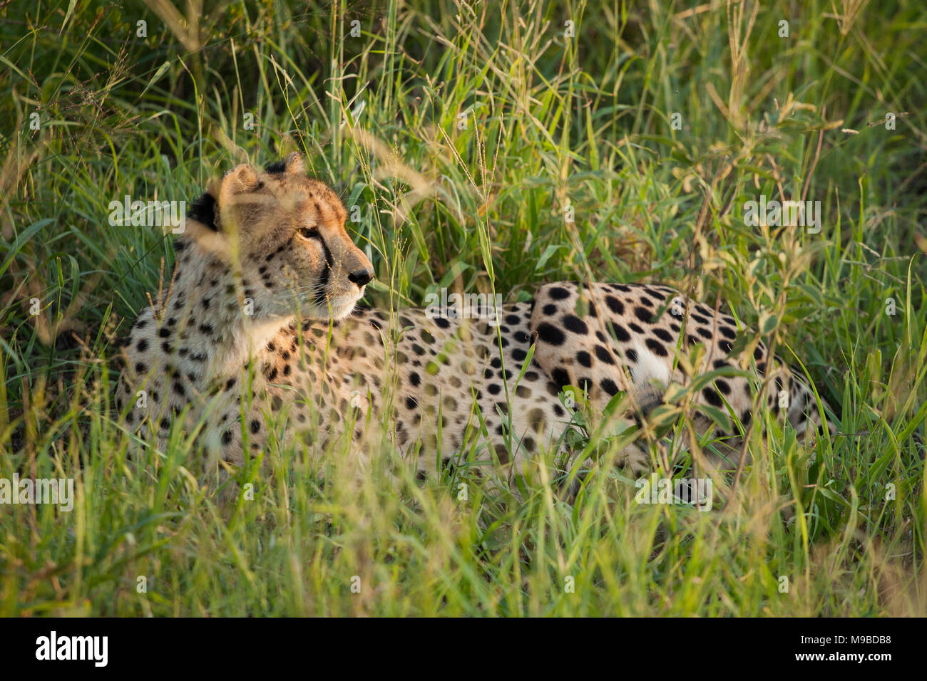 Cheetah looking for pray in Kruger South Africa Stock Photo - Alamy