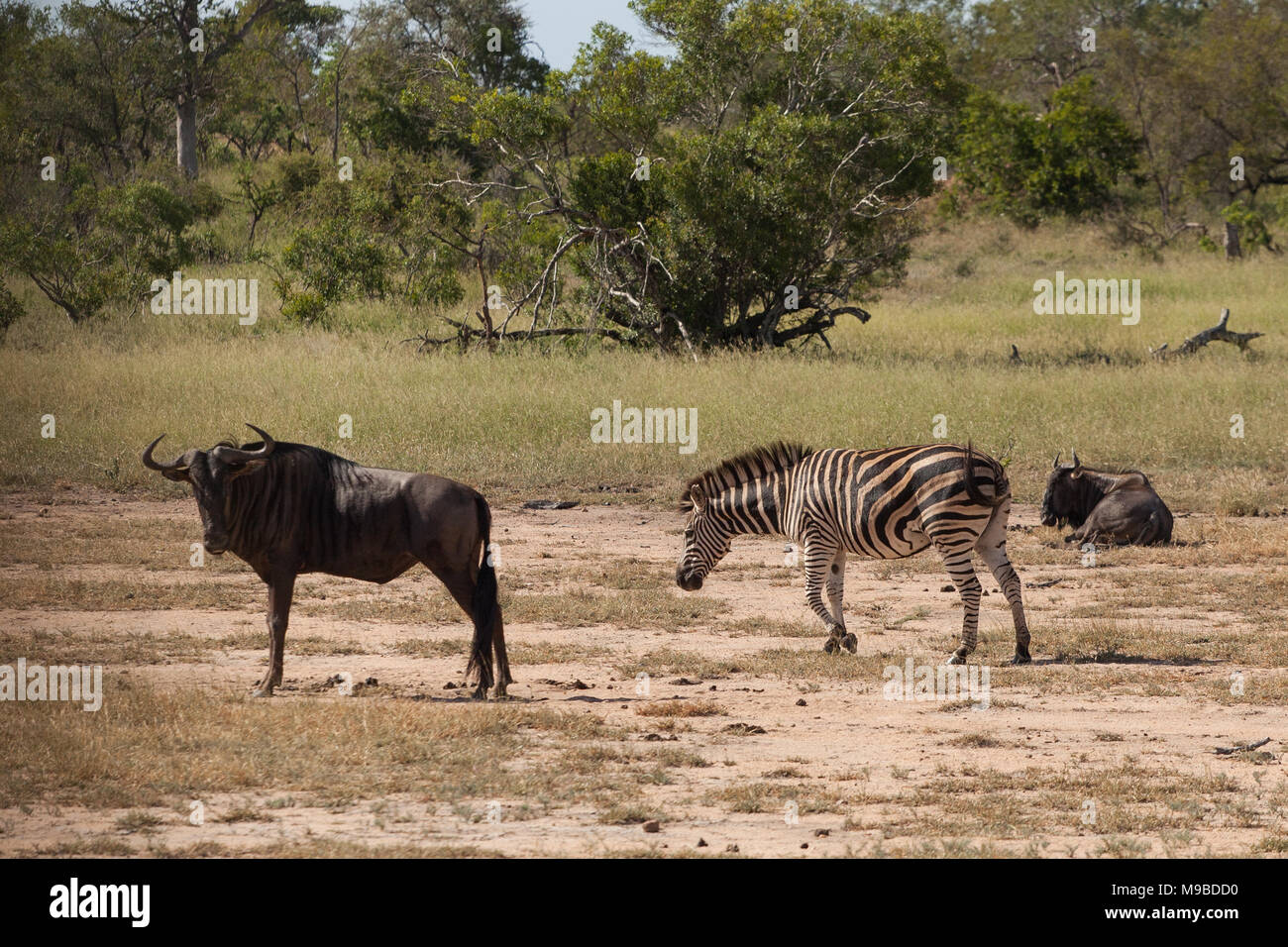 Zebra and buffalo rolling about in Kruger South Africa Stock Photo - Alamy