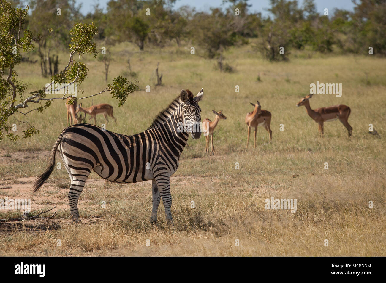 Zebra and buffalo rolling about in Kruger South Africa Stock Photo - Alamy