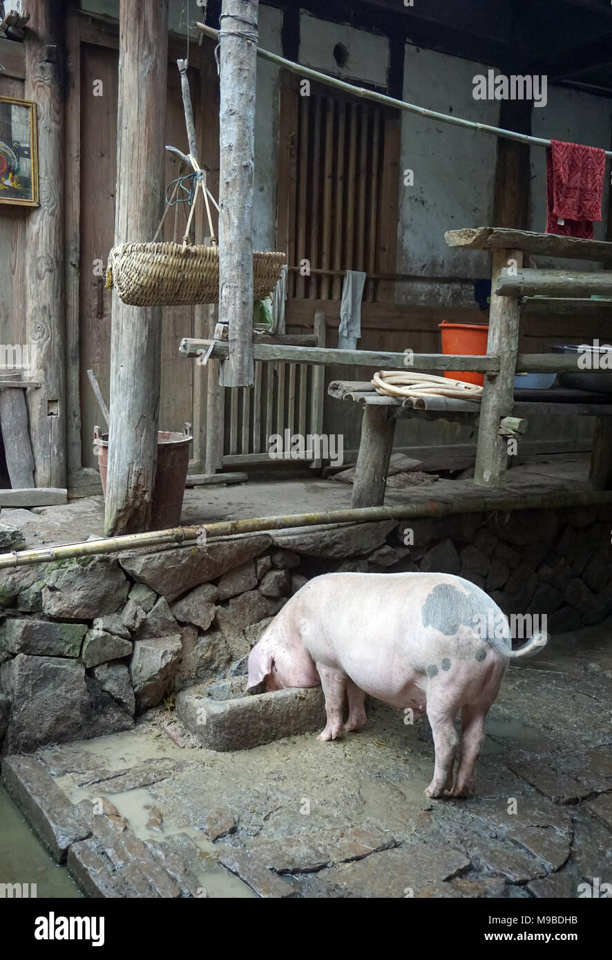 Pig housing hi-res stock photography and images - Alamy