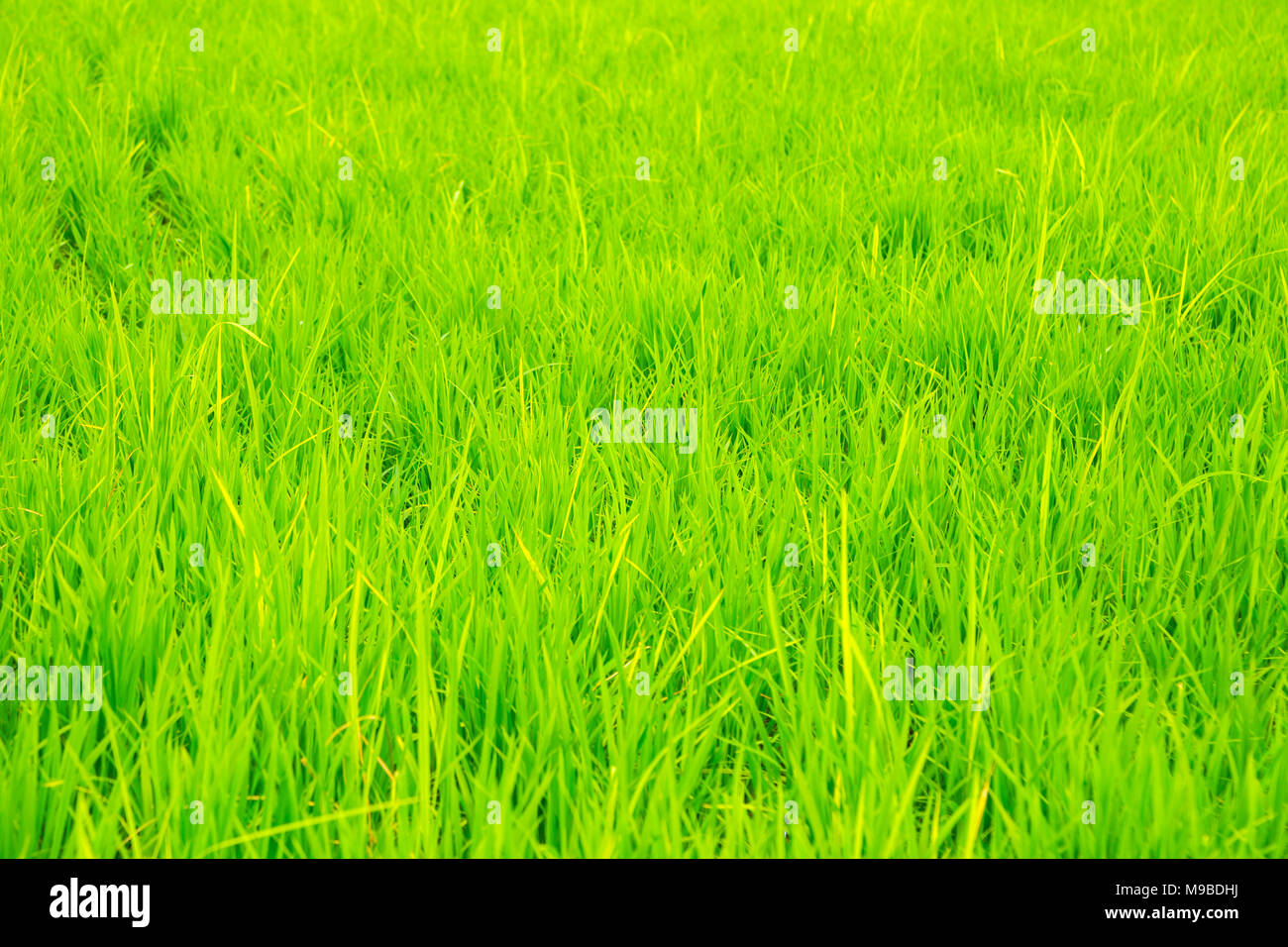 Green rice field background in Korea Stock Photo - Alamy