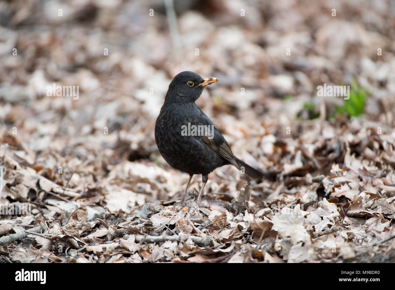 Feuding hi-res stock photography and images - Alamy