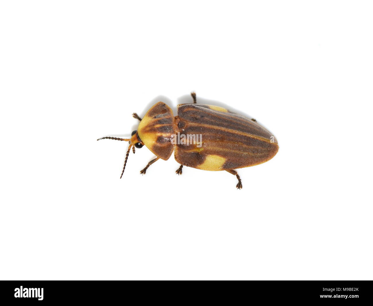 The photogenic firefly Aspisoma lineatum from Brazil isolated on white ...