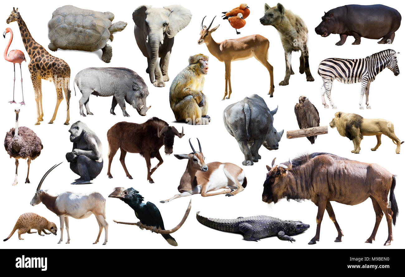 Set of different African animals isolated over white Stock Photo - Alamy