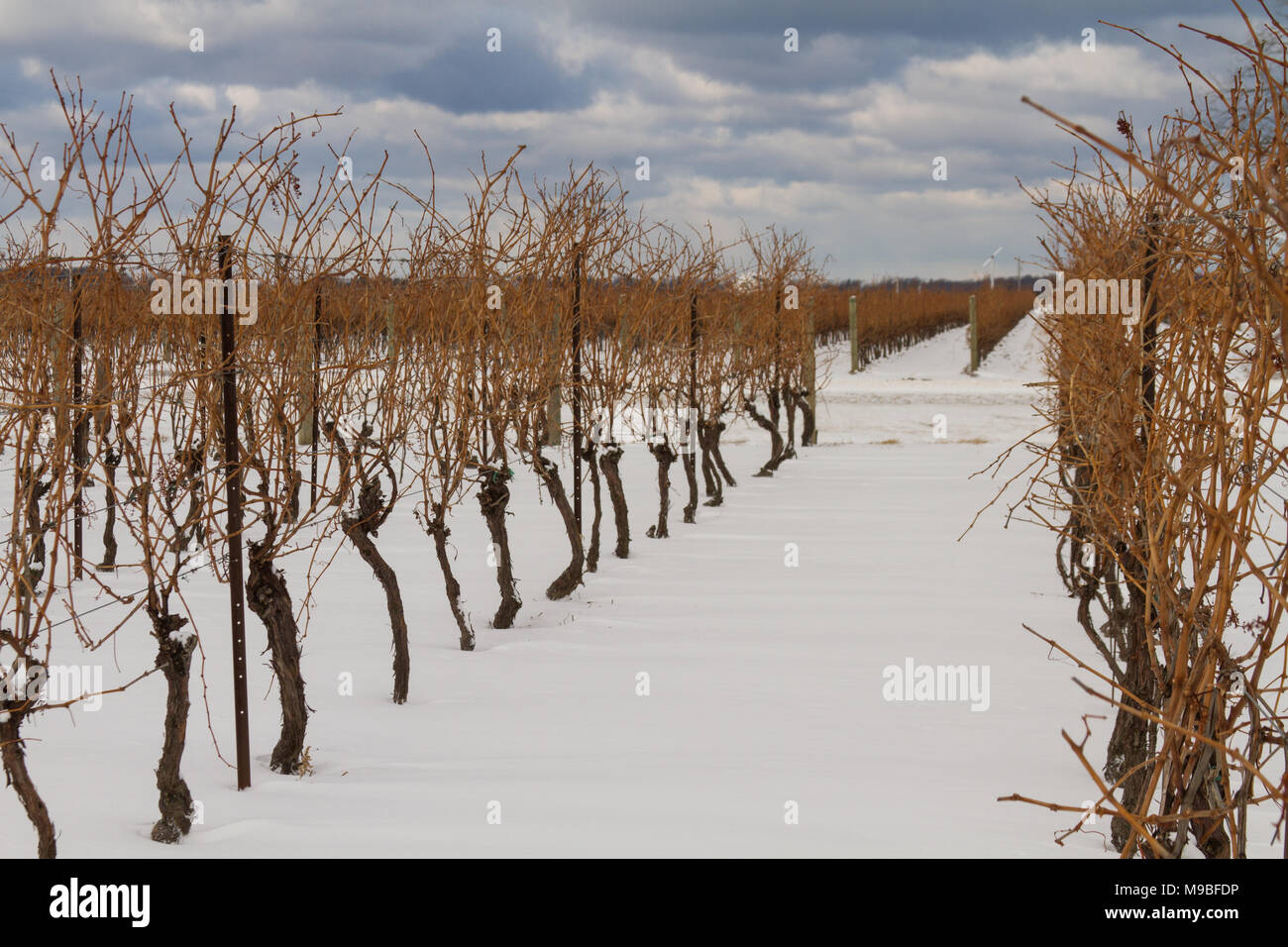 Rows of grapevines in the winter Stock Photo - Alamy