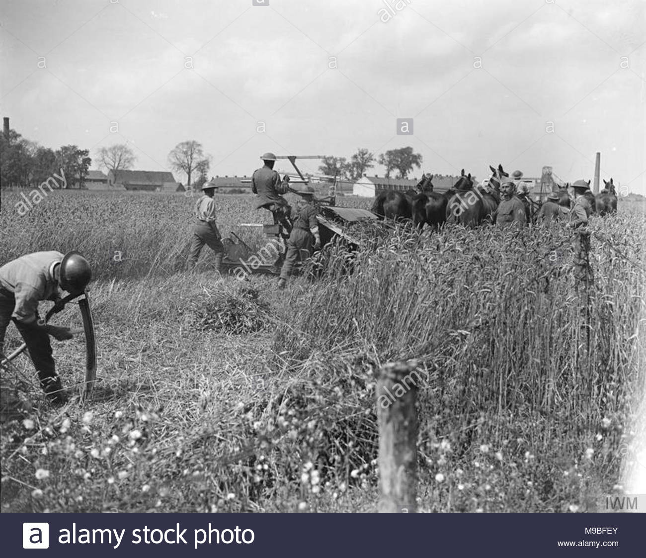 Harvesting Wheat By Horse Stock Photos & Harvesting Wheat By Horse ...