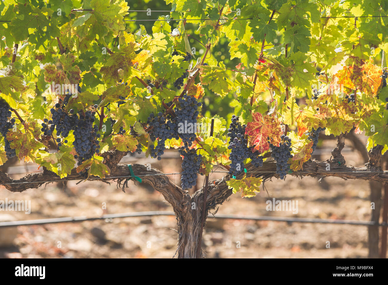 Red grapes growing on mature grapevines in a vineyard Stock Photo - Alamy