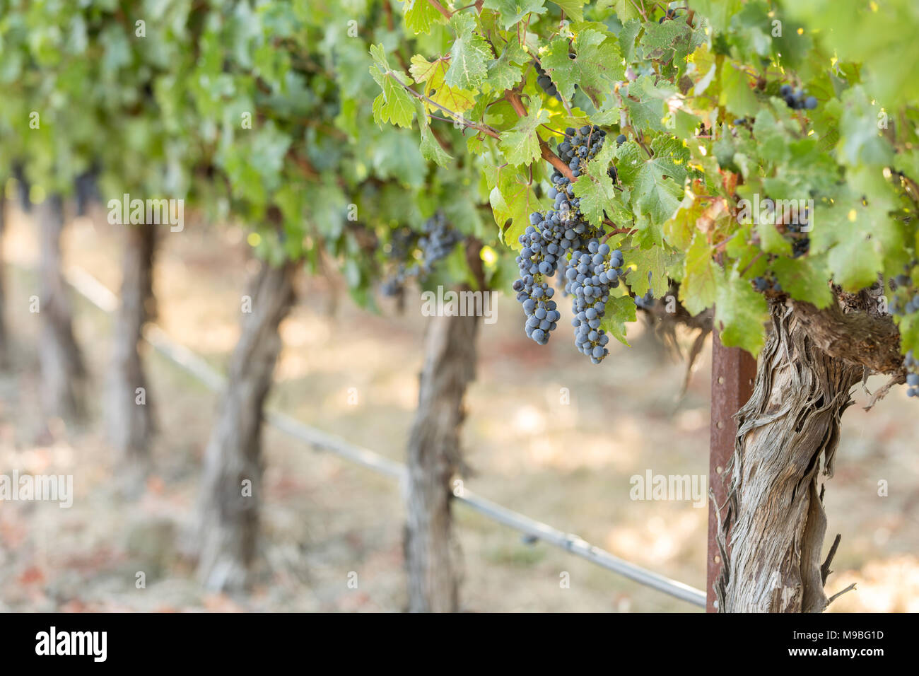 Red grapes growing on mature grapevines in a vineyard Stock Photo - Alamy