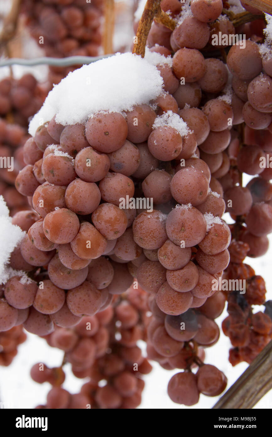 Frozen grapes canada hi-res stock photography and images - Alamy