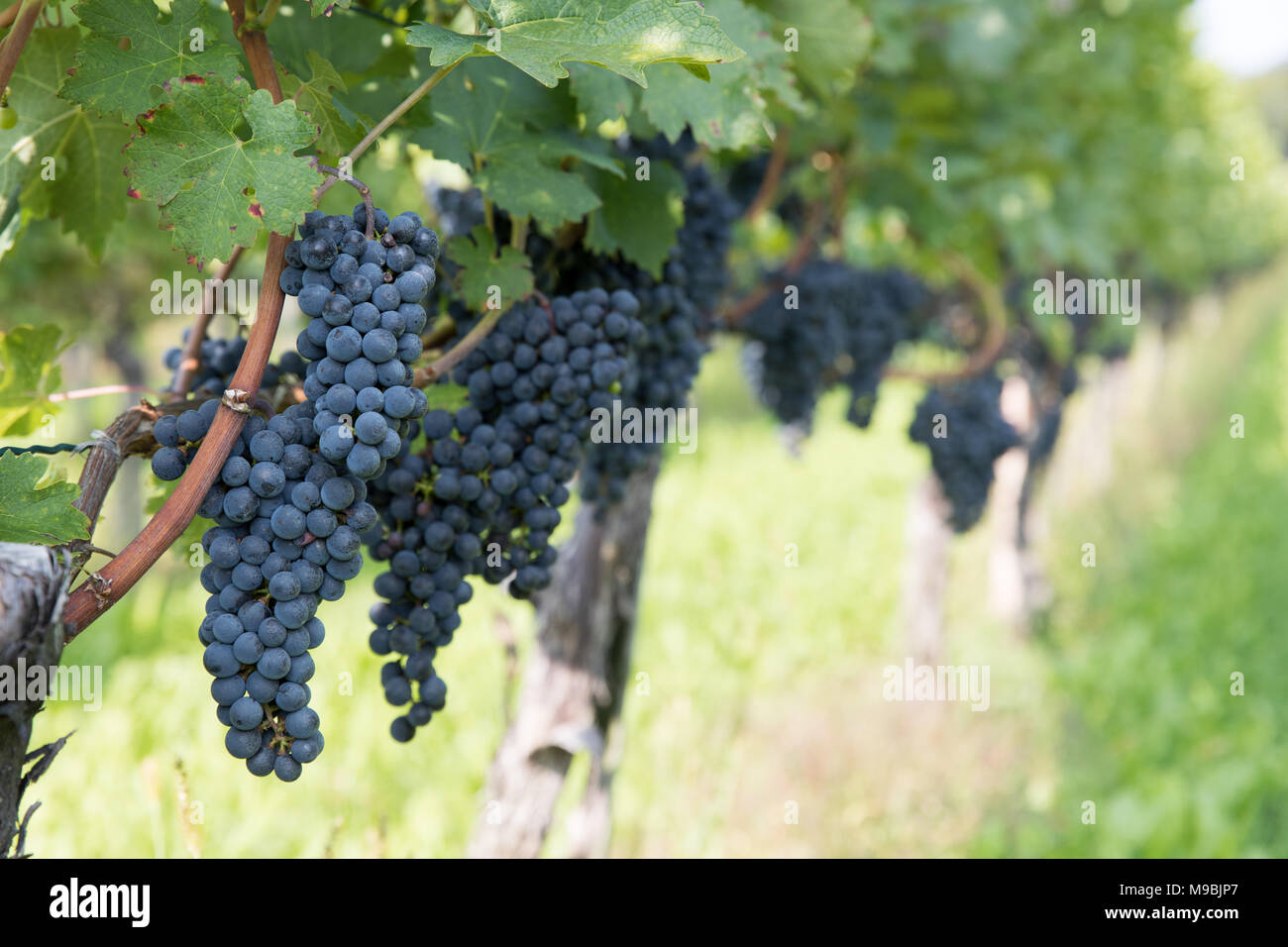 Red grapes ripening on grapevines in a vineyard Stock Photo - Alamy