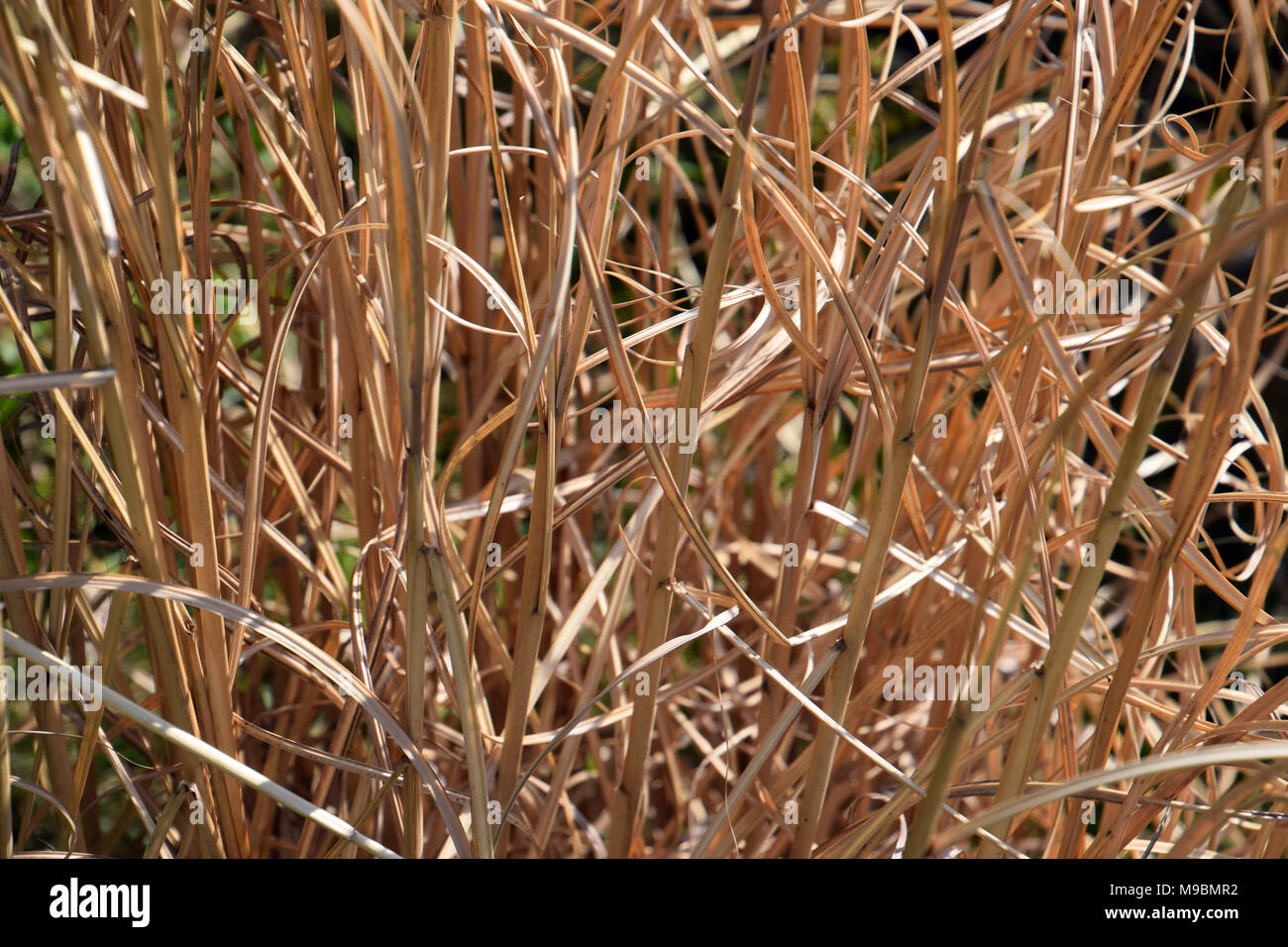 Reed stems backdrop hi-res stock photography and images - Alamy